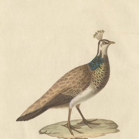 What map is nicknamed 'The Peacock Map?