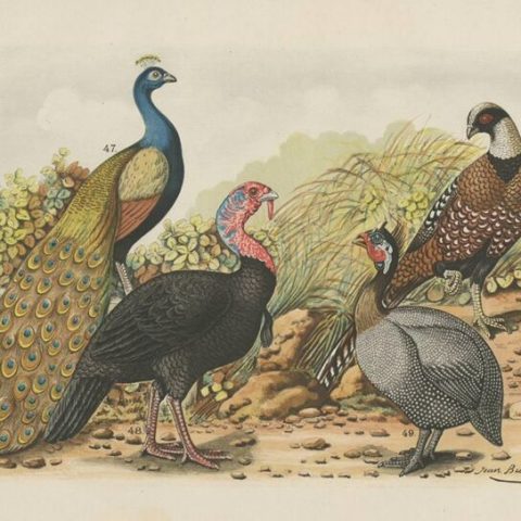 What map is nicknamed ‘The Peacock Map? – Bartele Gallery