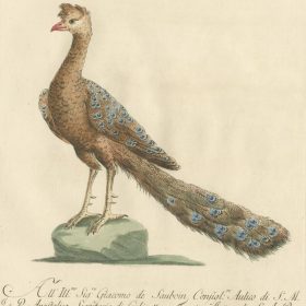 What map is nicknamed 'The Peacock Map?